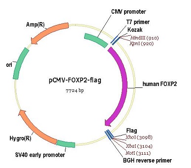 FOXP2 el Gen del Lenguaje