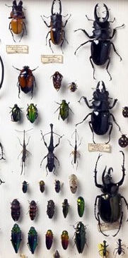 Teoria de Wallace, Walacismo